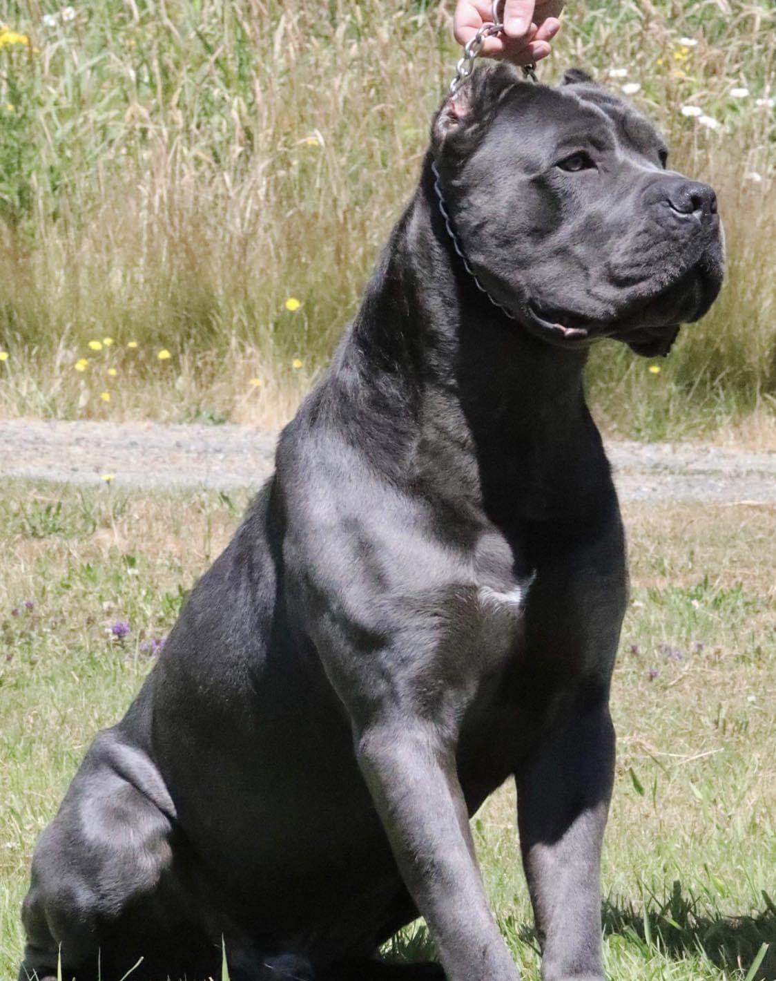 Grayling Dawn Cane Corso in Washington | Cane Corso puppies | Good Dog