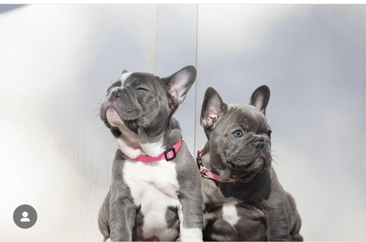 Ingram Ranch Frenchies in California | French Bulldog puppies | Good Dog