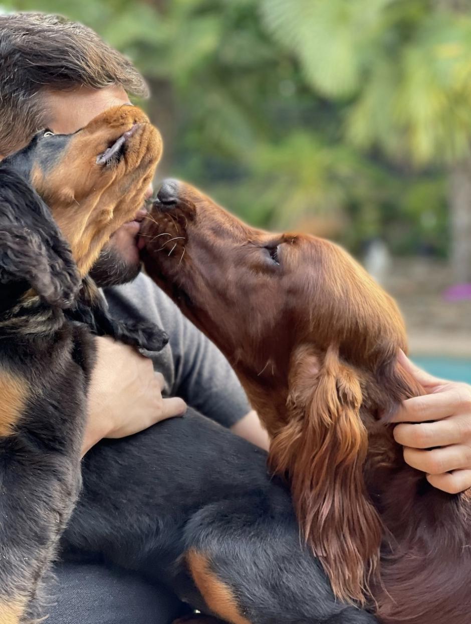 SeaGlass Kennels in North Carolina | Gordon Setter puppies | Good Dog