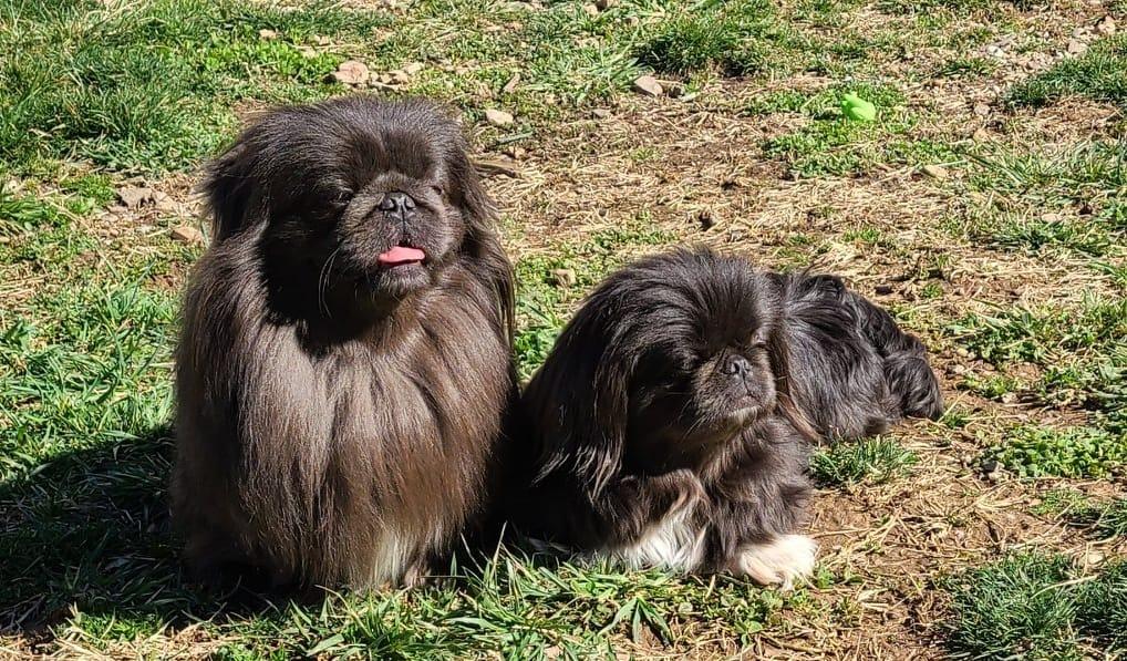 Posh Pekingese in Virginia | Pekingese puppies | Good Dog