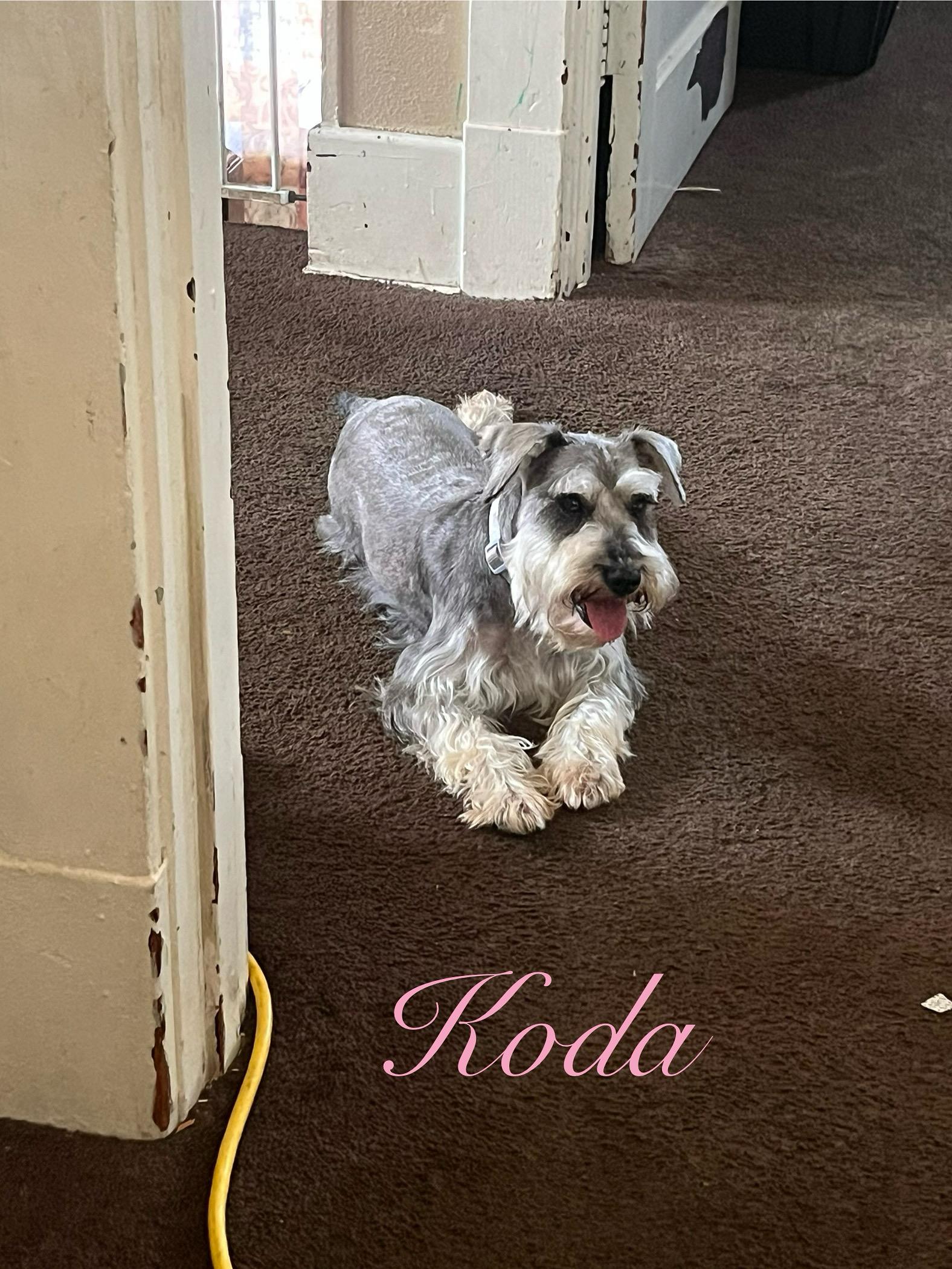 Mini Beard Buster Kennel in California | Miniature Schnauzer puppies ...