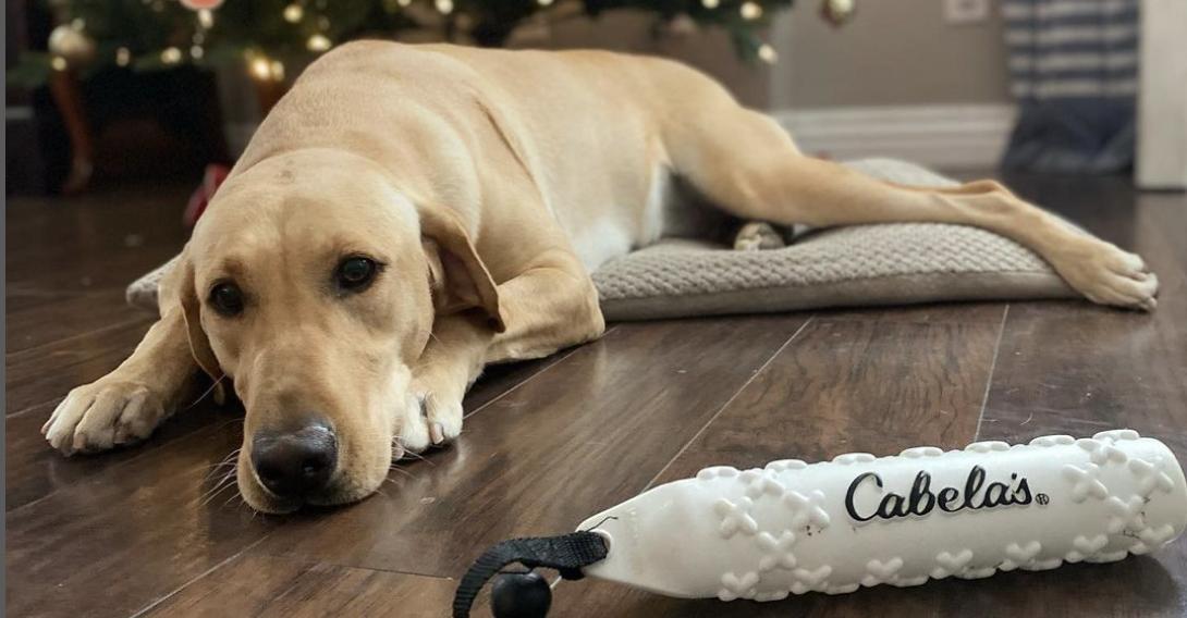 Lucky Labrador Retrievers in Nevada | Labrador Retriever puppies | Good Dog