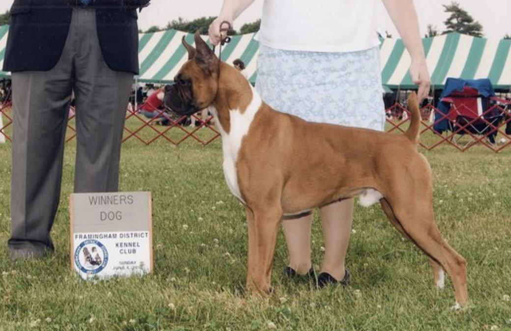 DND Boxers in New Hampshire | Boxer puppies | Good Dog