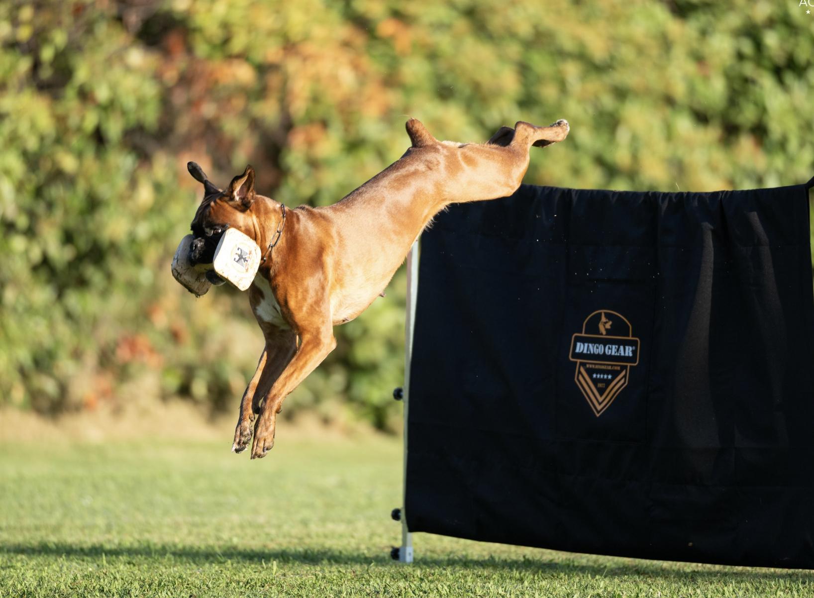 Bastion Boxers in California | Boxer puppies | Good Dog