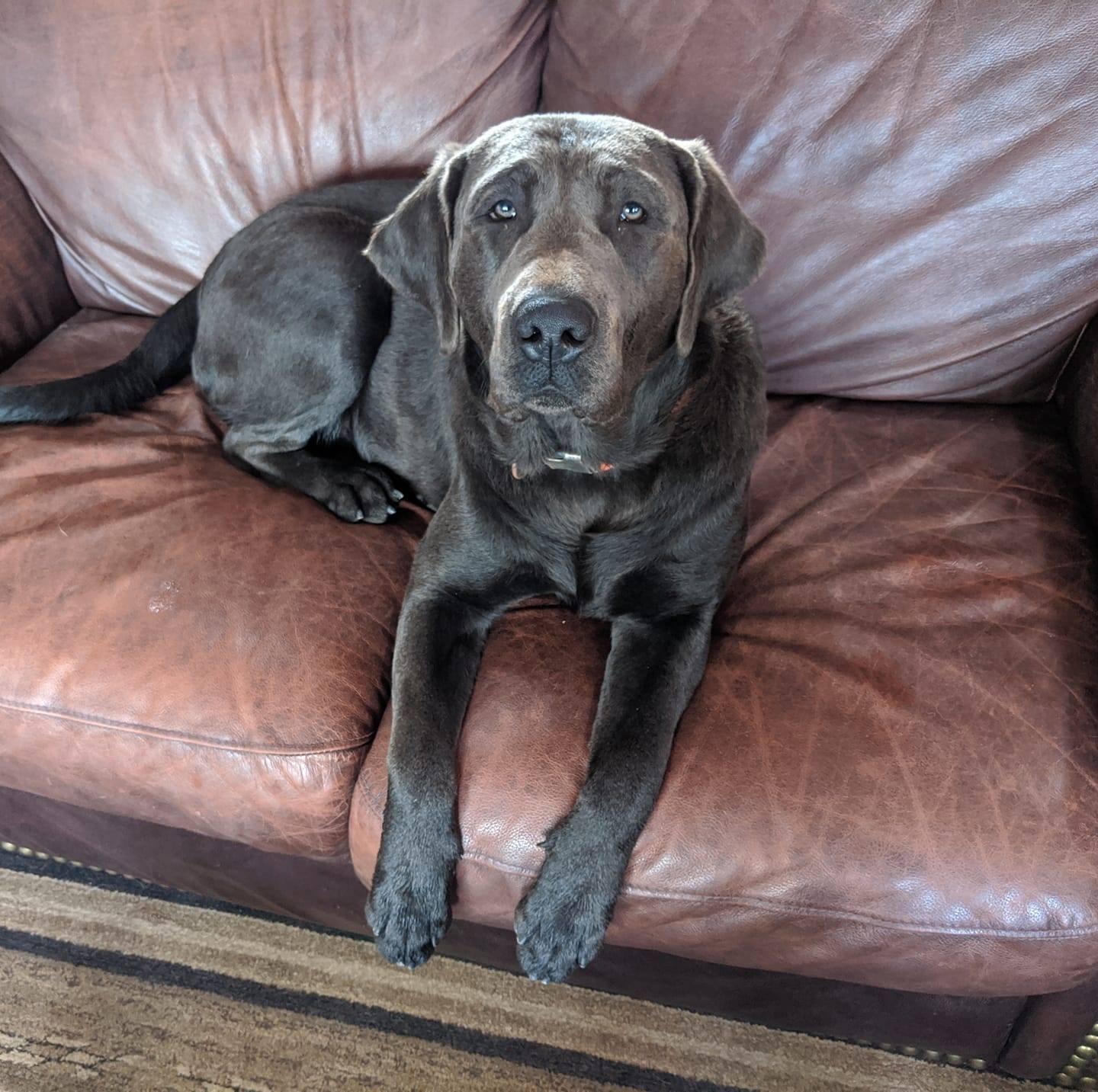 Golder Ranch Labradors in Arizona | Labrador Retriever and Dilute ...