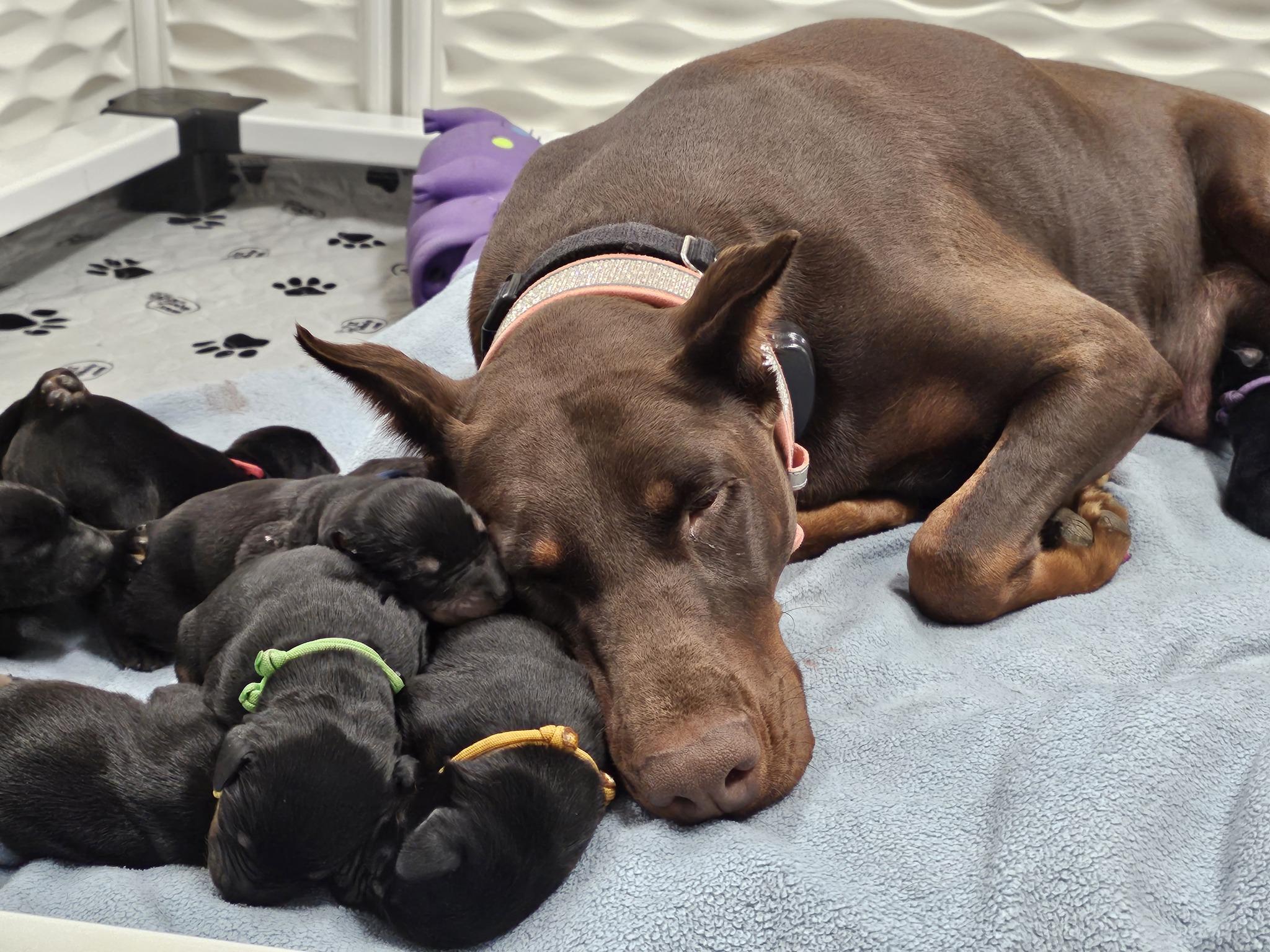 KJC Champion Kanines in Ohio | Doberman Pinscher puppies | Good Dog