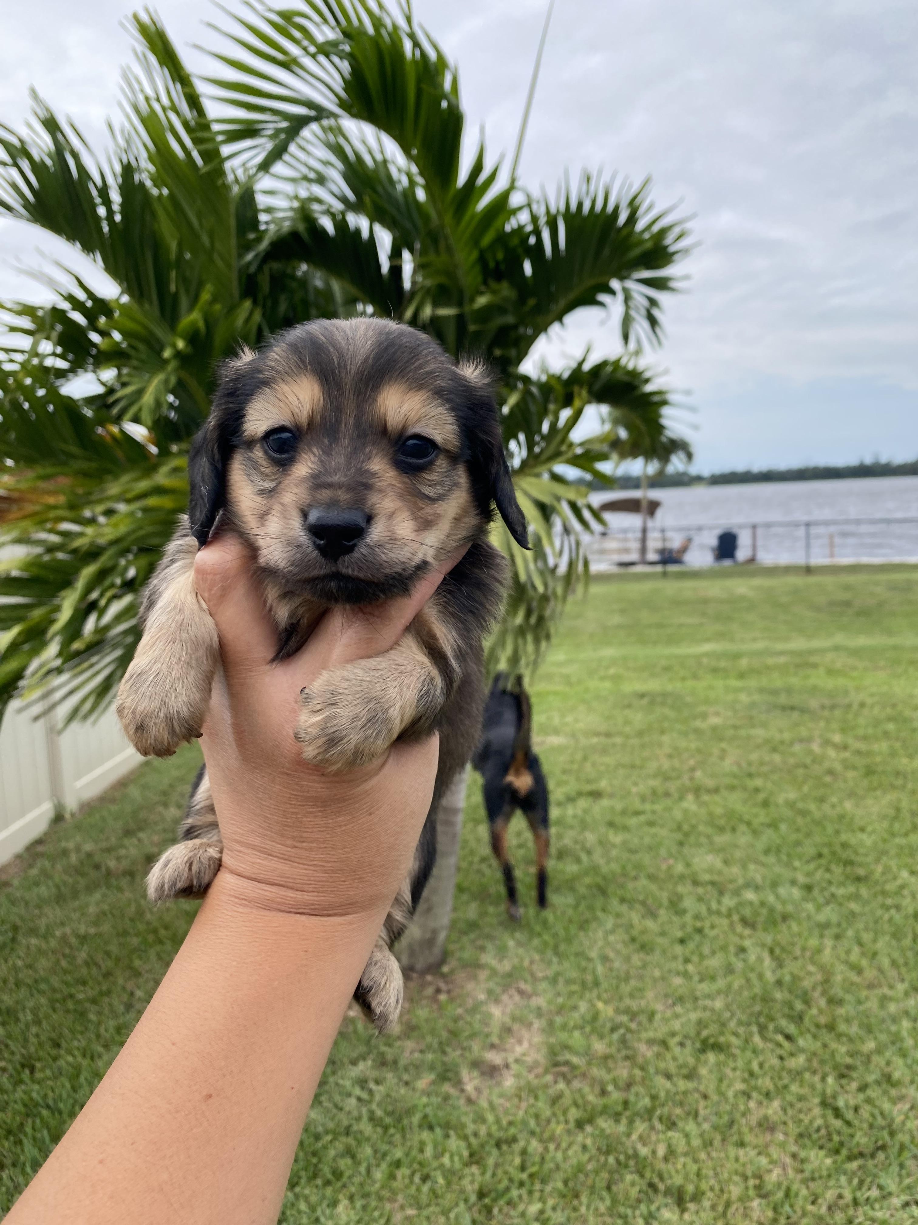 Dreamwork Dachshunds in Florida | Dachshund puppies | Good Dog