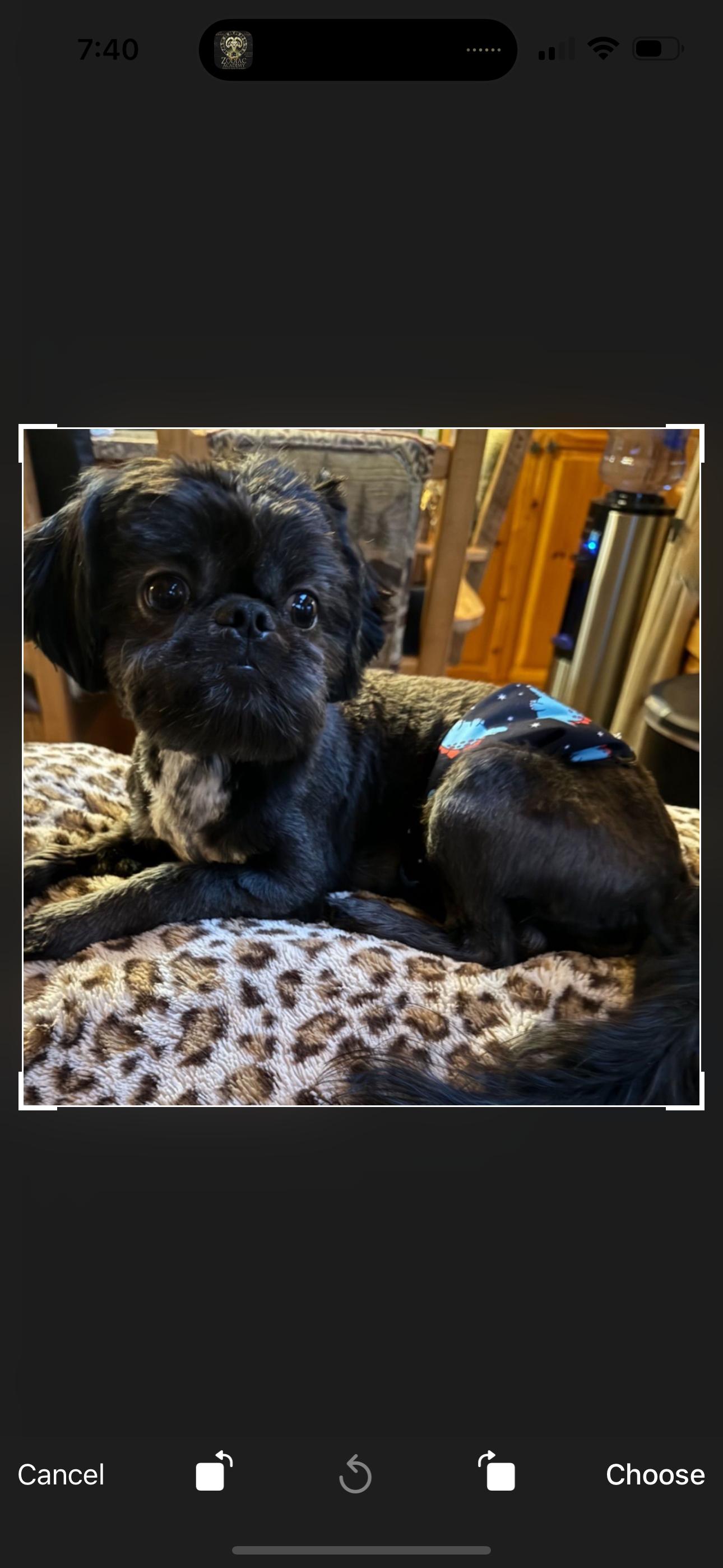 Cuddly Coastal Cuties in South Carolina | Shih Tzu puppies | Good Dog