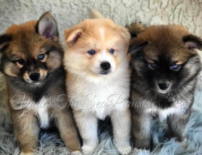 Legendary Pomskies in California | Pomsky puppies | Good Dog