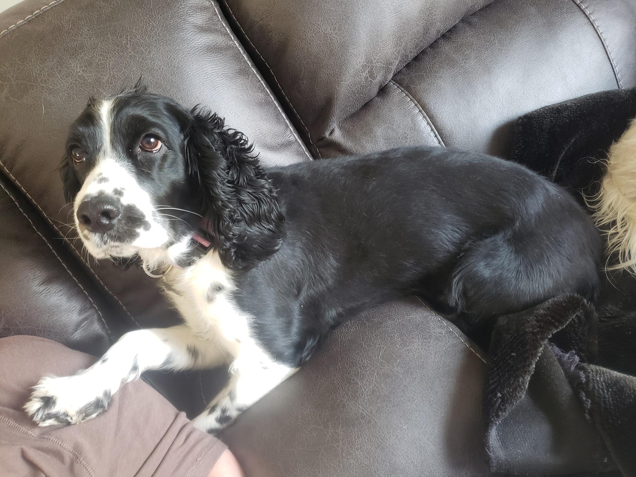 ND Springers in North Dakota | English Springer Spaniel puppies | Good Dog