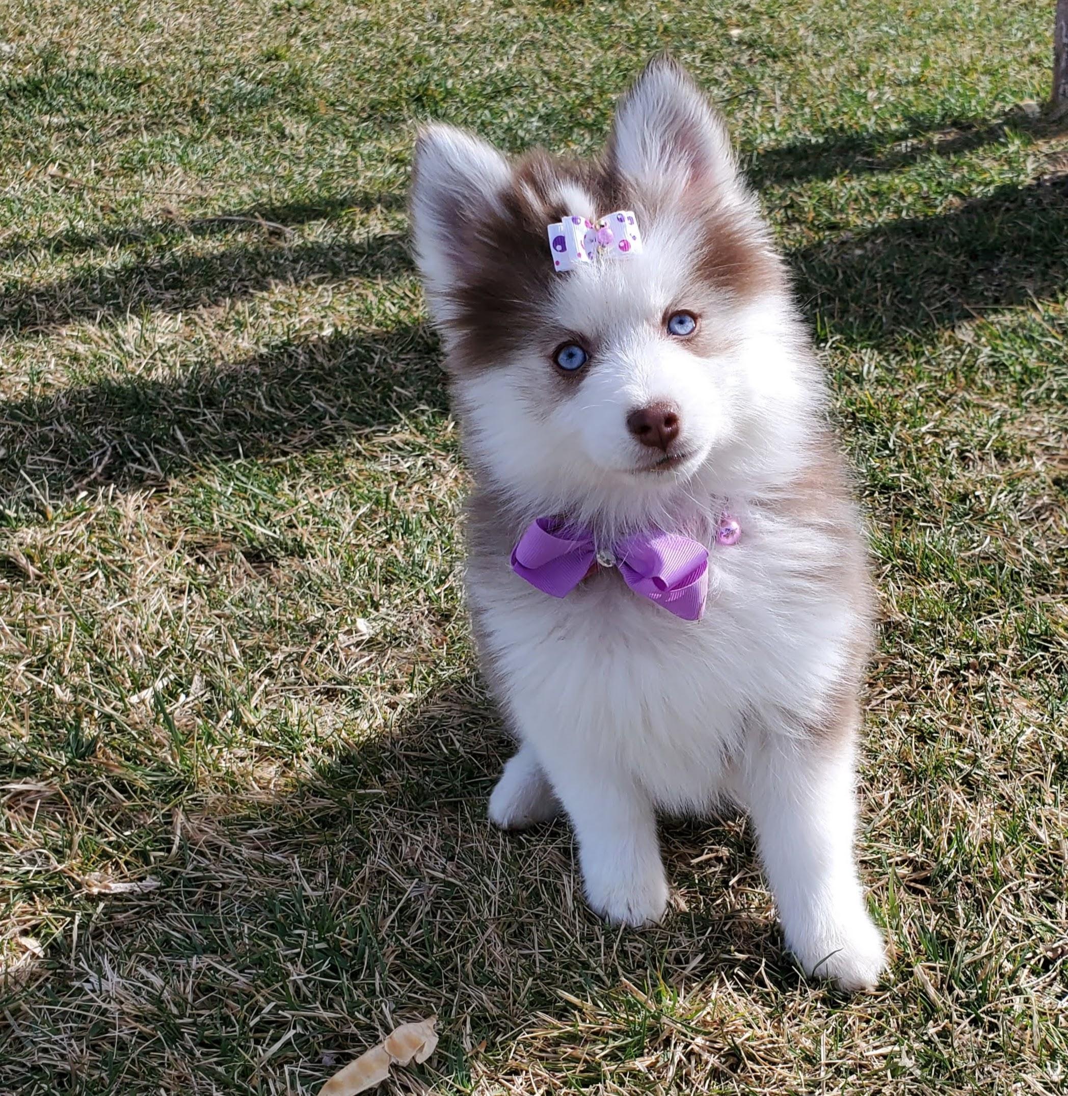 My Pomsky Palace in California | Pomsky puppies | Good Dog