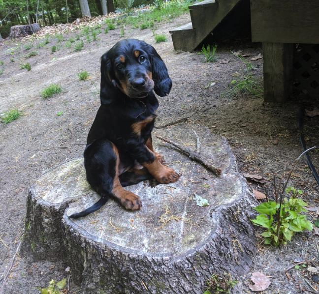 The Duke of Gordon in Michigan | Gordon Setter puppies | Good Dog
