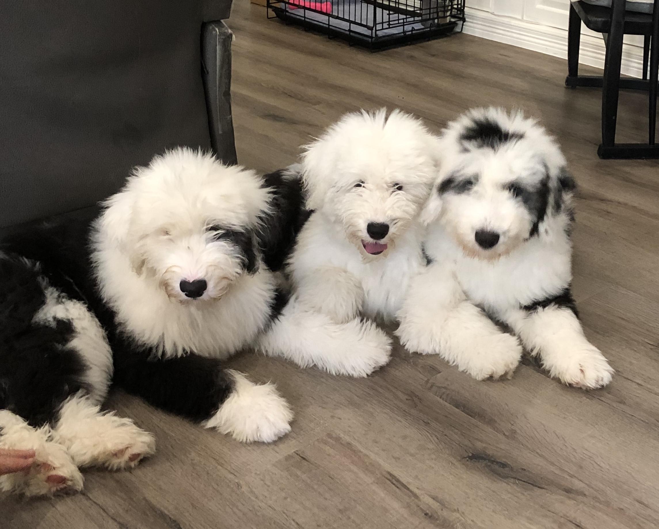 Blue Denium's Old English Sheepdogs in Texas | Old English Sheepdog ...
