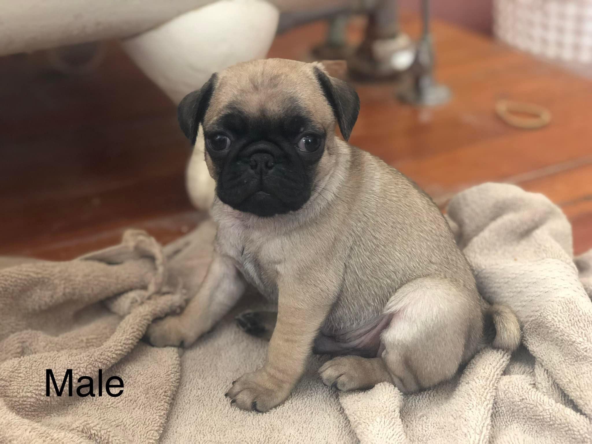 Pugutopia Farm in Texas | Pug puppies | Good Dog