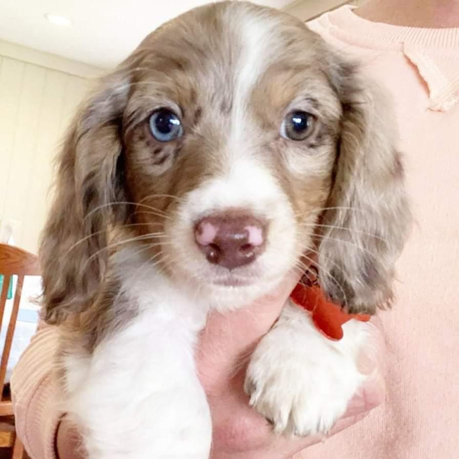 Stone Kennels in Utah | Dachshund puppies | Good Dog