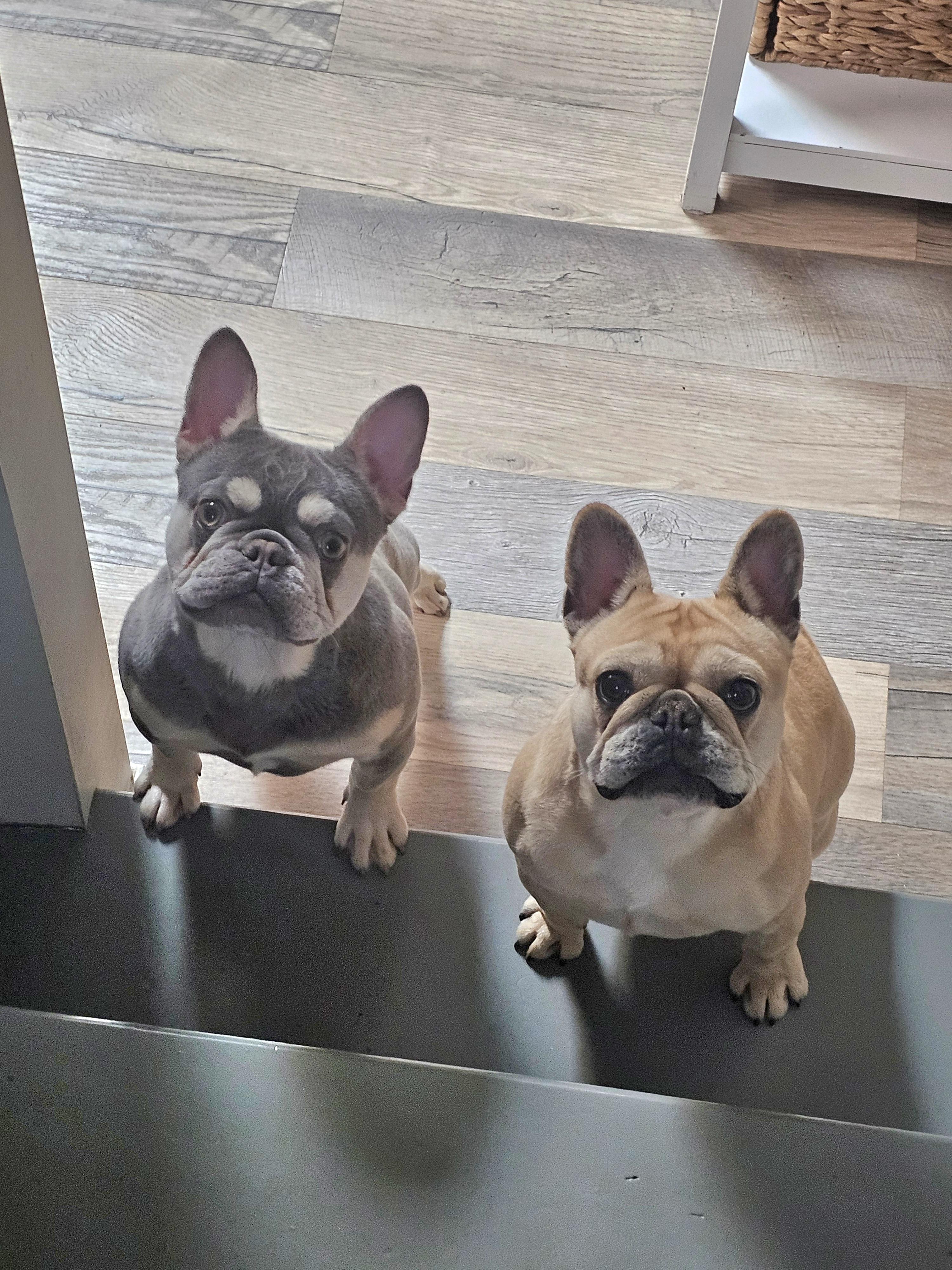 LMD Frenchies in Georgia | French Bulldog puppies | Good Dog