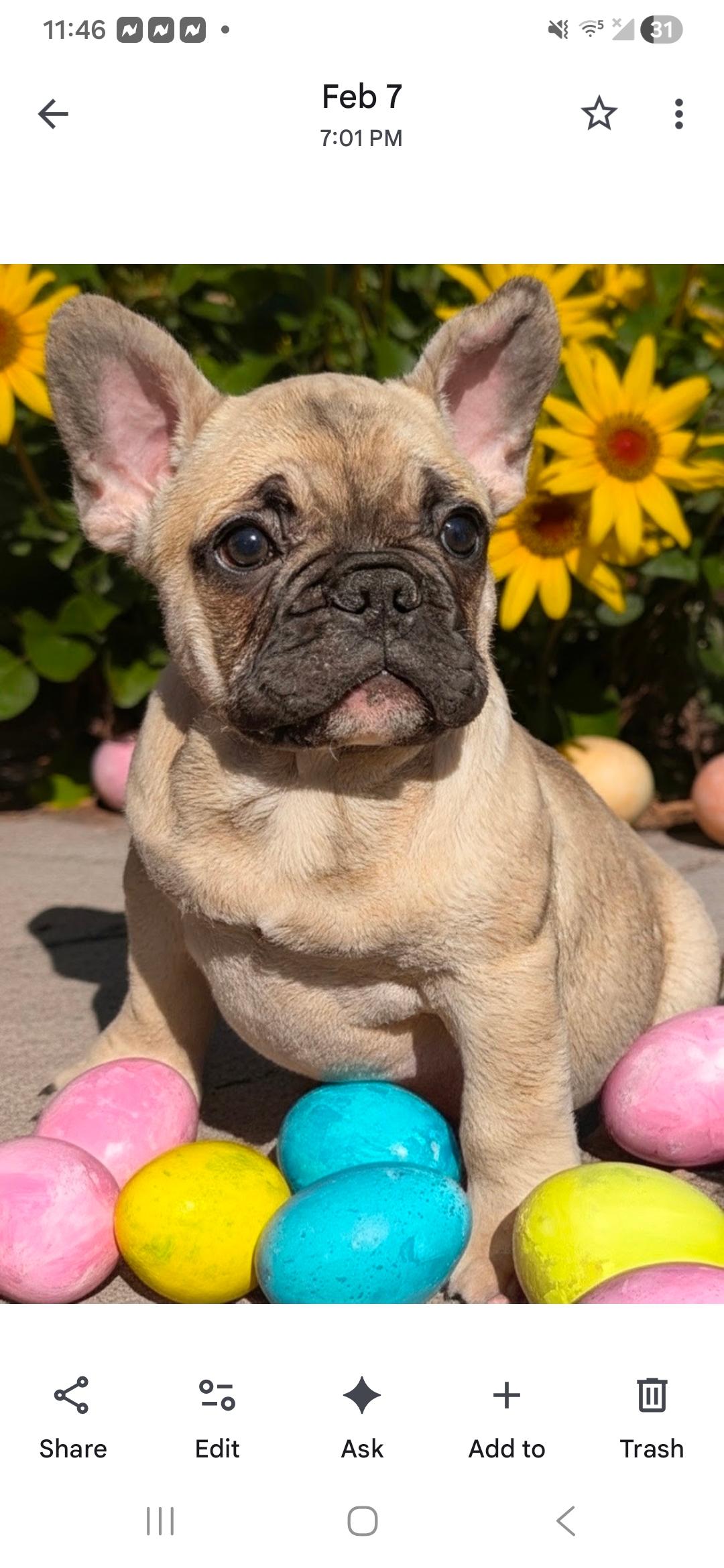 Priscilla's Frenchies in Oklahoma | French Bulldog puppies | Good Dog