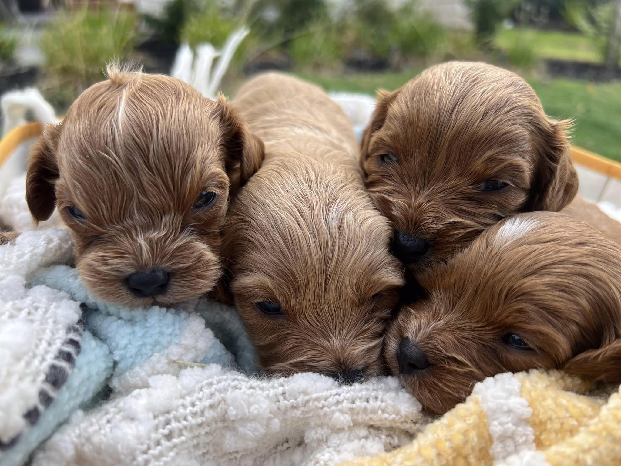 Cuddlebug Cavapoos of Austin in Texas | Cavapoo and Chihuahua puppies ...