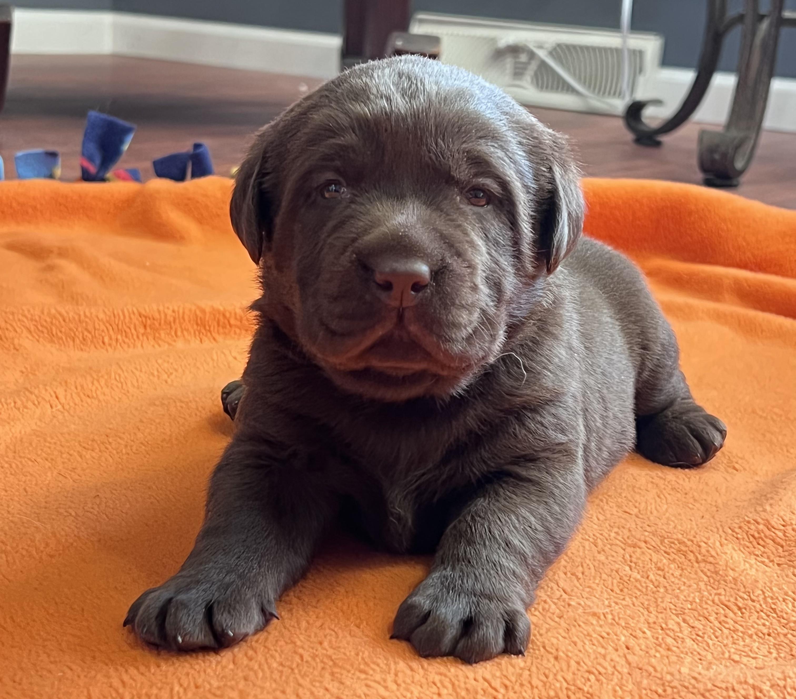 Black Hawk Labradors in Kansas | Labrador Retriever puppies | Good Dog