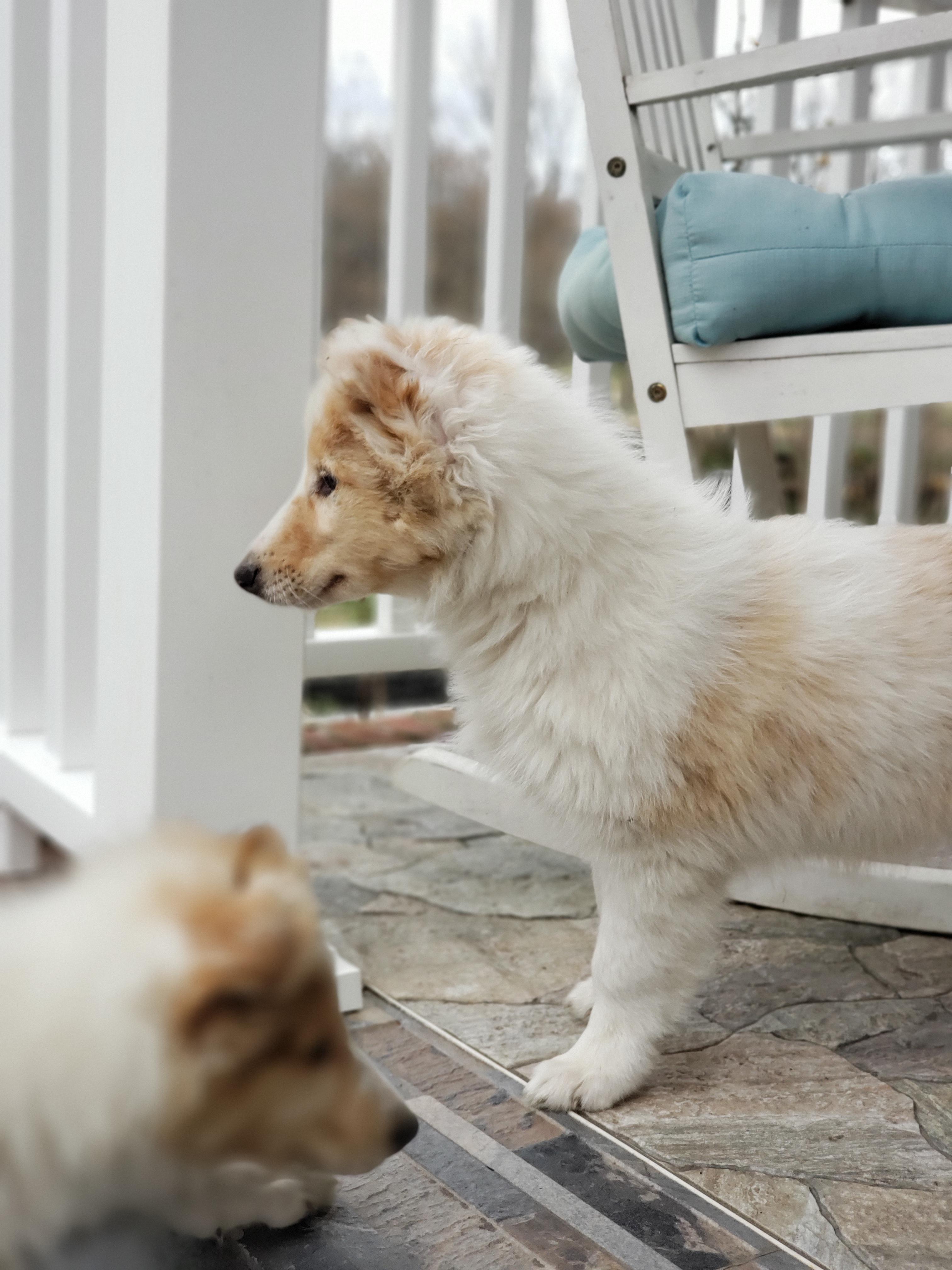 Steel Bridge Collies in Pennsylvania | Collie puppies | Good Dog