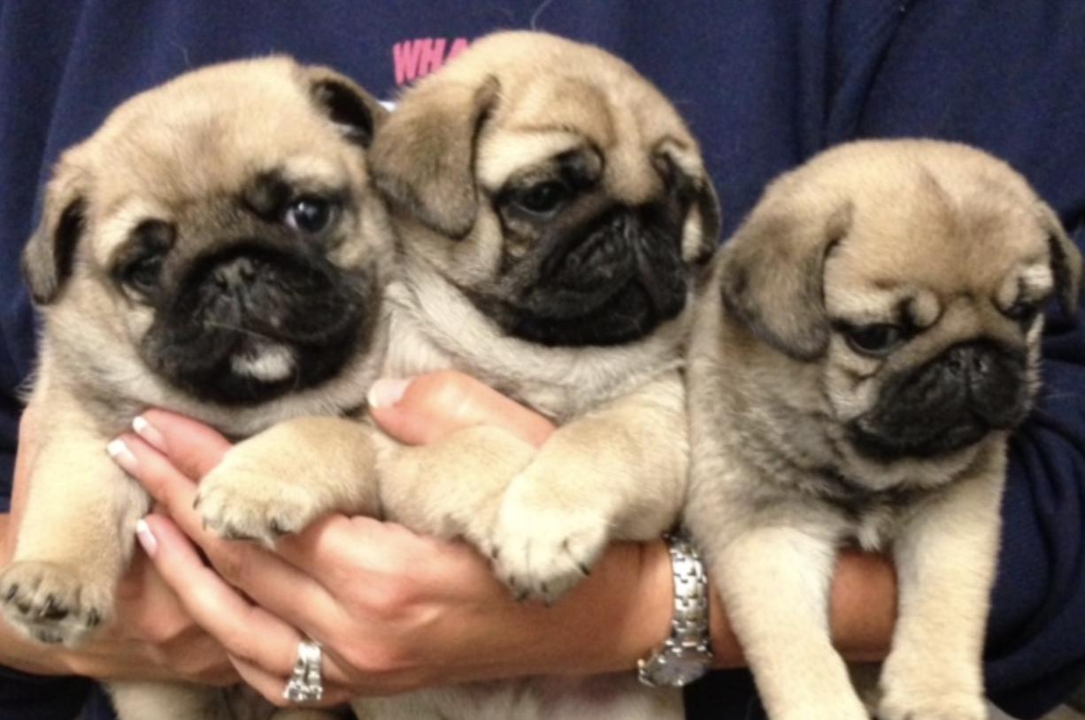 Wind Valley Pugs in Louisiana | Pug puppies | Good Dog