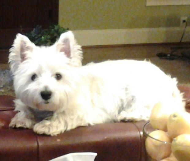 Debra's Pups in Alabama | West Highland White Terrier and Yorkshire ...