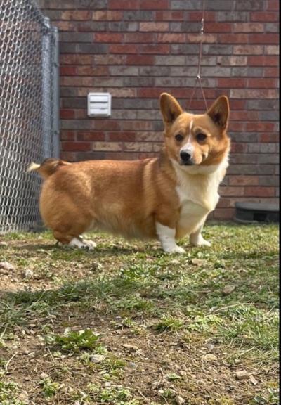 DW Farms in West Virginia | American Corgi puppies | Good Dog