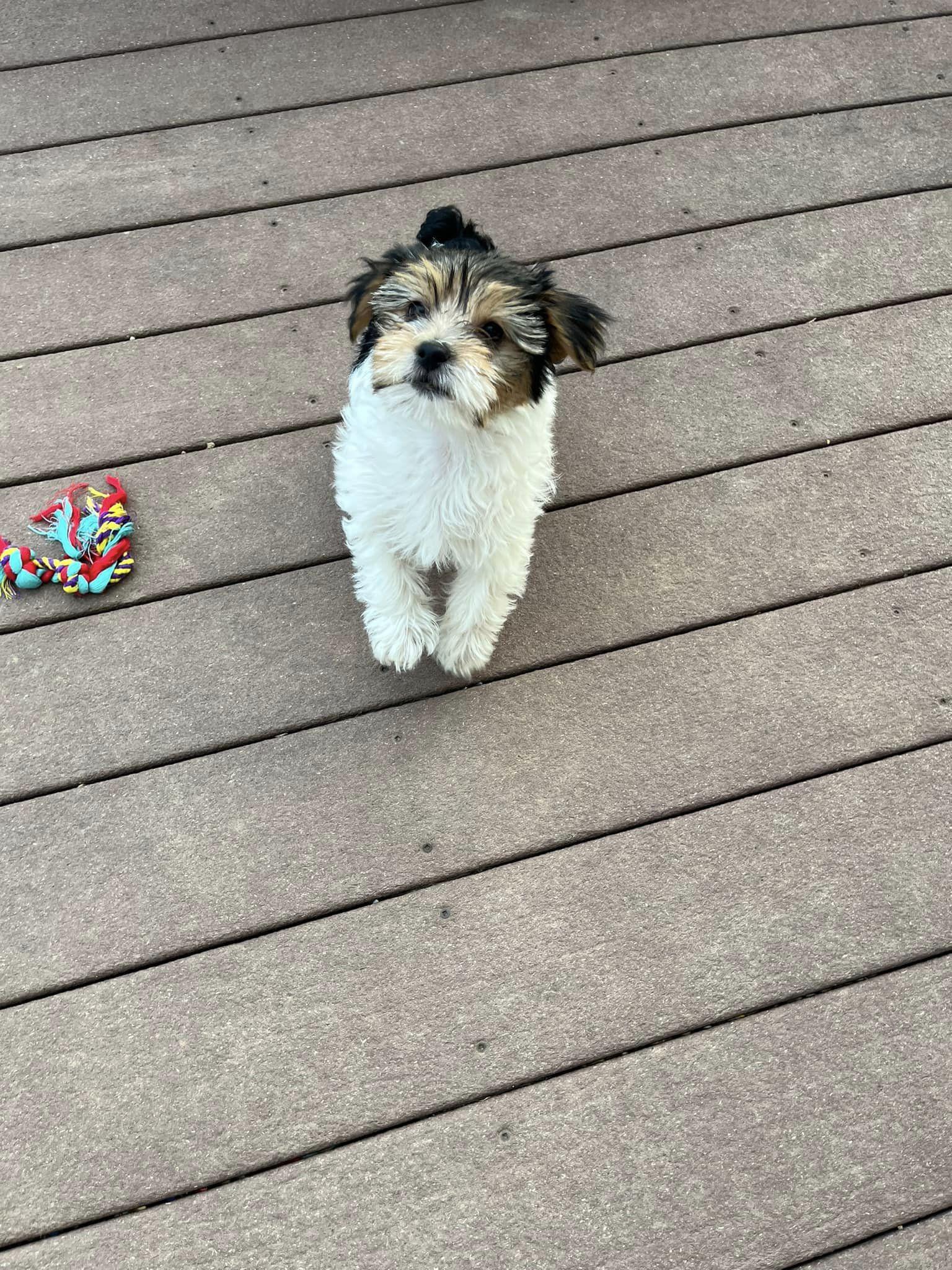 The Yorkie Den, LLC in Ohio | Yorkshire Terrier puppies | Good Dog