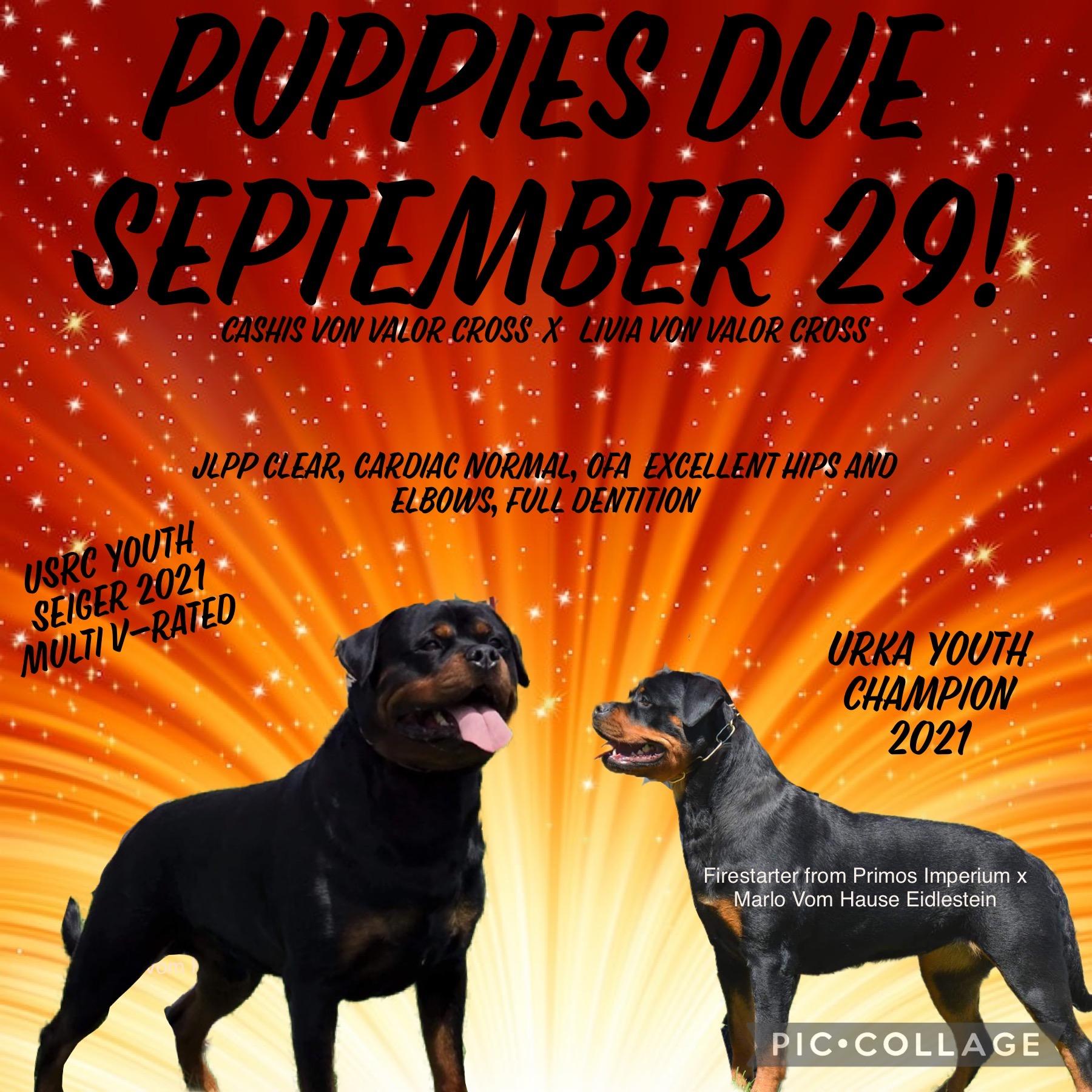 Colorado Premiere Rottweilers in Colorado | Rottweiler puppies | Good Dog