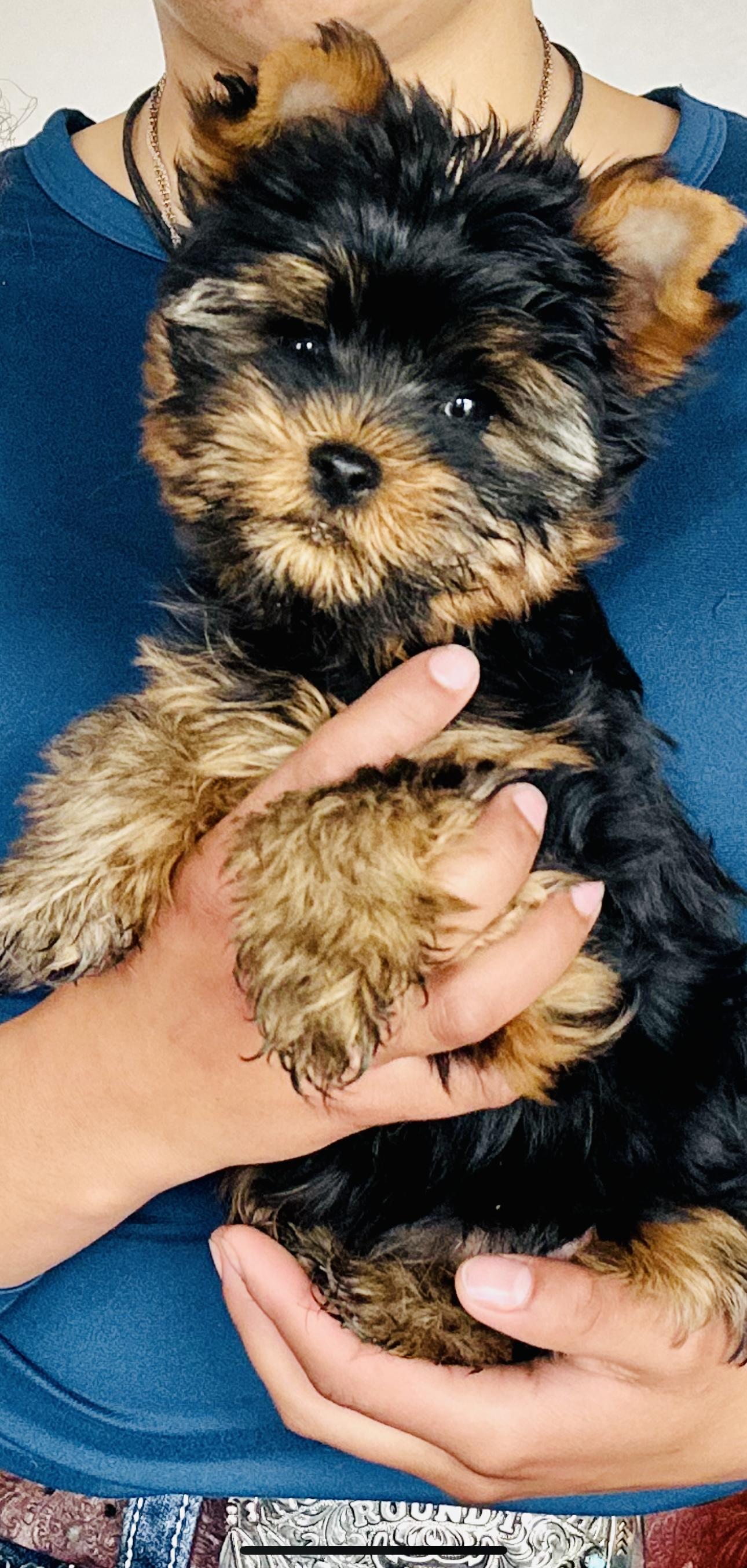Happy Little Yorkies in Texas | Yorkshire Terrier puppies | Good Dog