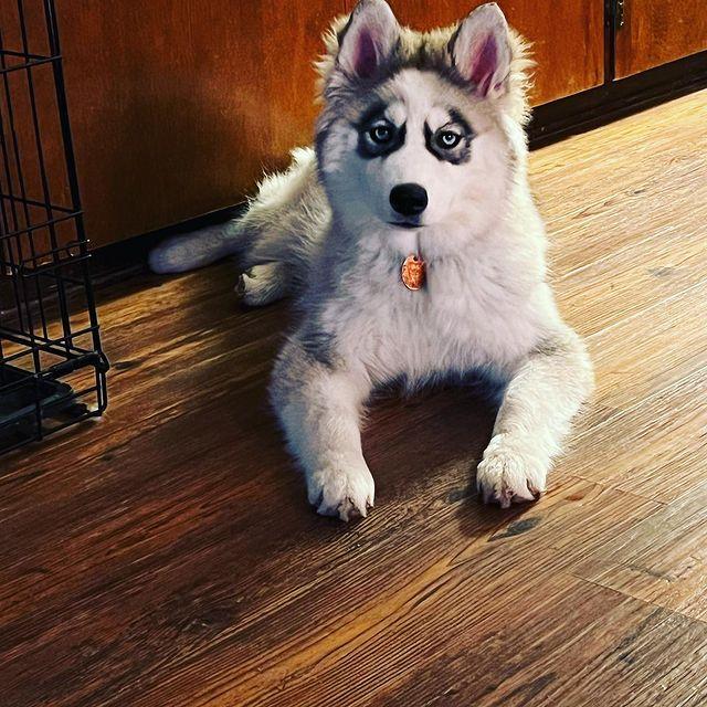 MS Wolf Mafia in Mississippi | Siberian Husky puppies | Good Dog