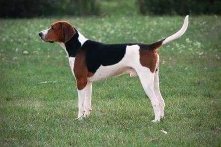 Stackem Up Kennel in Michigan | Treeing Walker Coonhound puppies | Good Dog