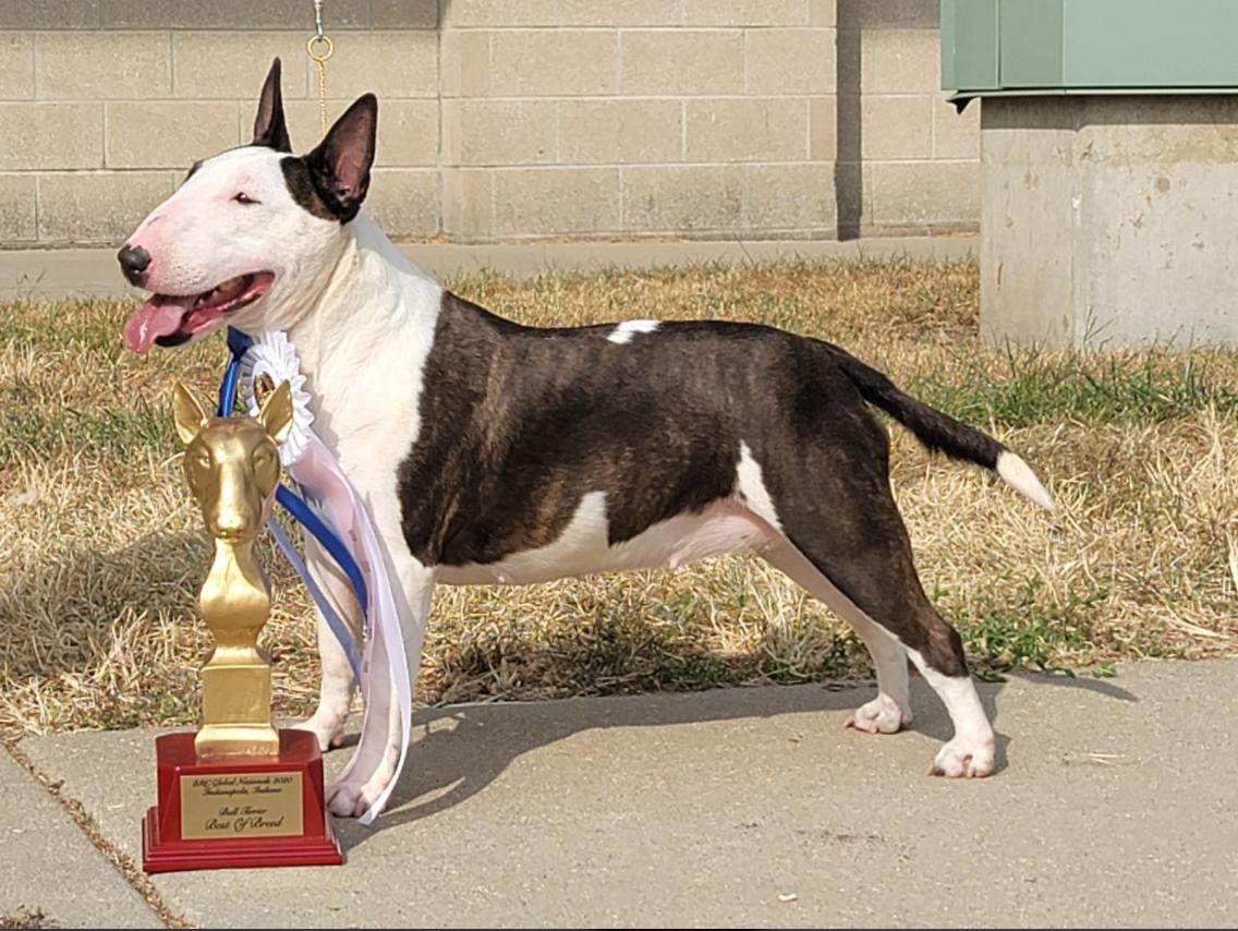 BackStage Bullyz in Michigan | Bull Terrier and American Bully puppies ...