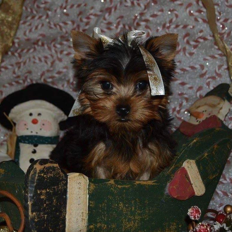 Rocketeer Yorkies in Texas | Yorkshire Terrier puppies | Good Dog