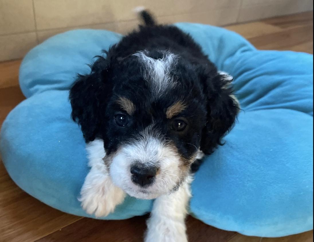Viking Doodles in Washington | Double Doodle puppies | Good Dog