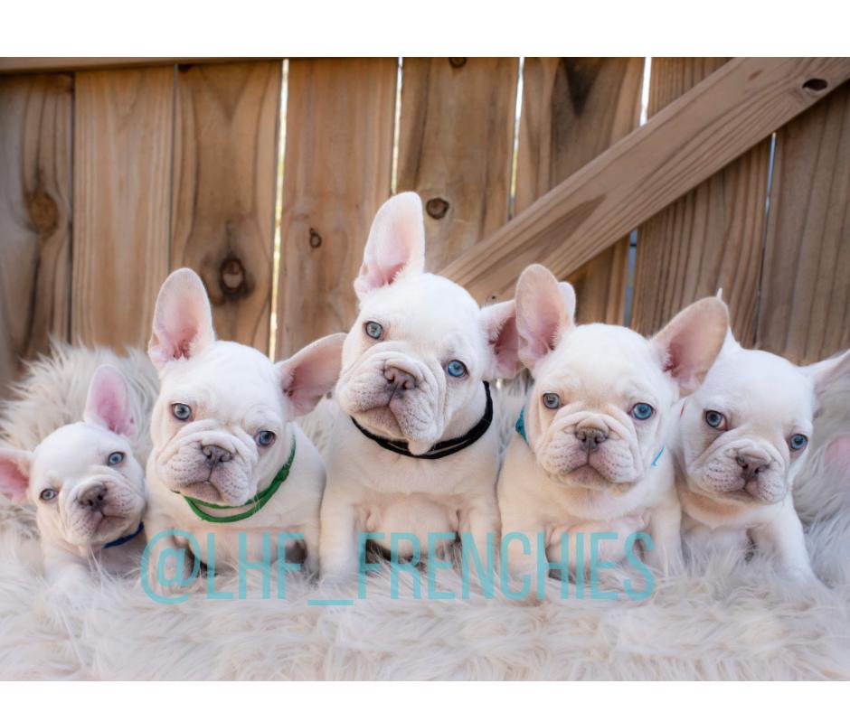 Little Homestead Farm Frenchies in North Carolina | French Bulldog ...