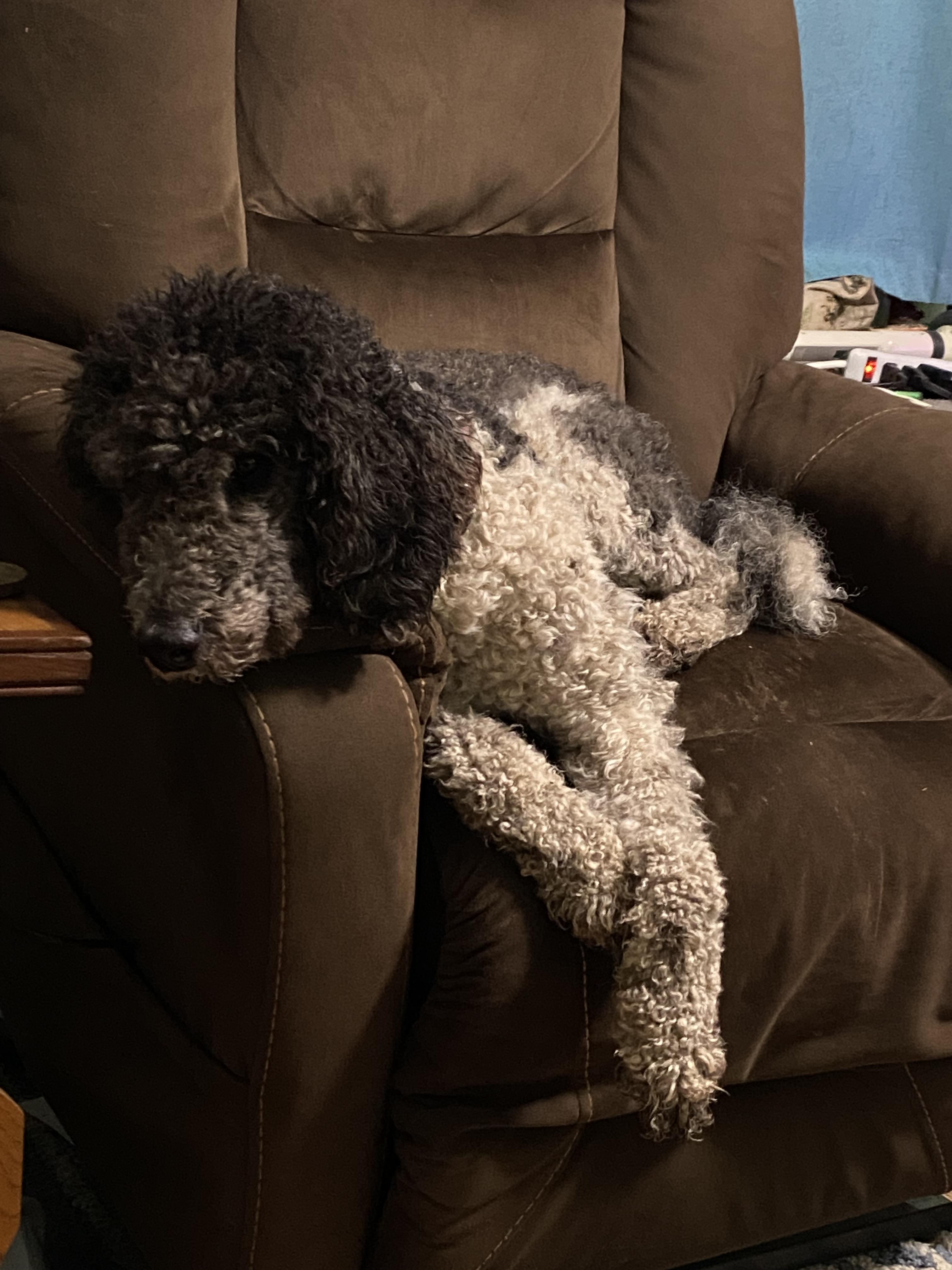 M & G Farms Poodle Party in Oregon | Poodle puppies | Good Dog