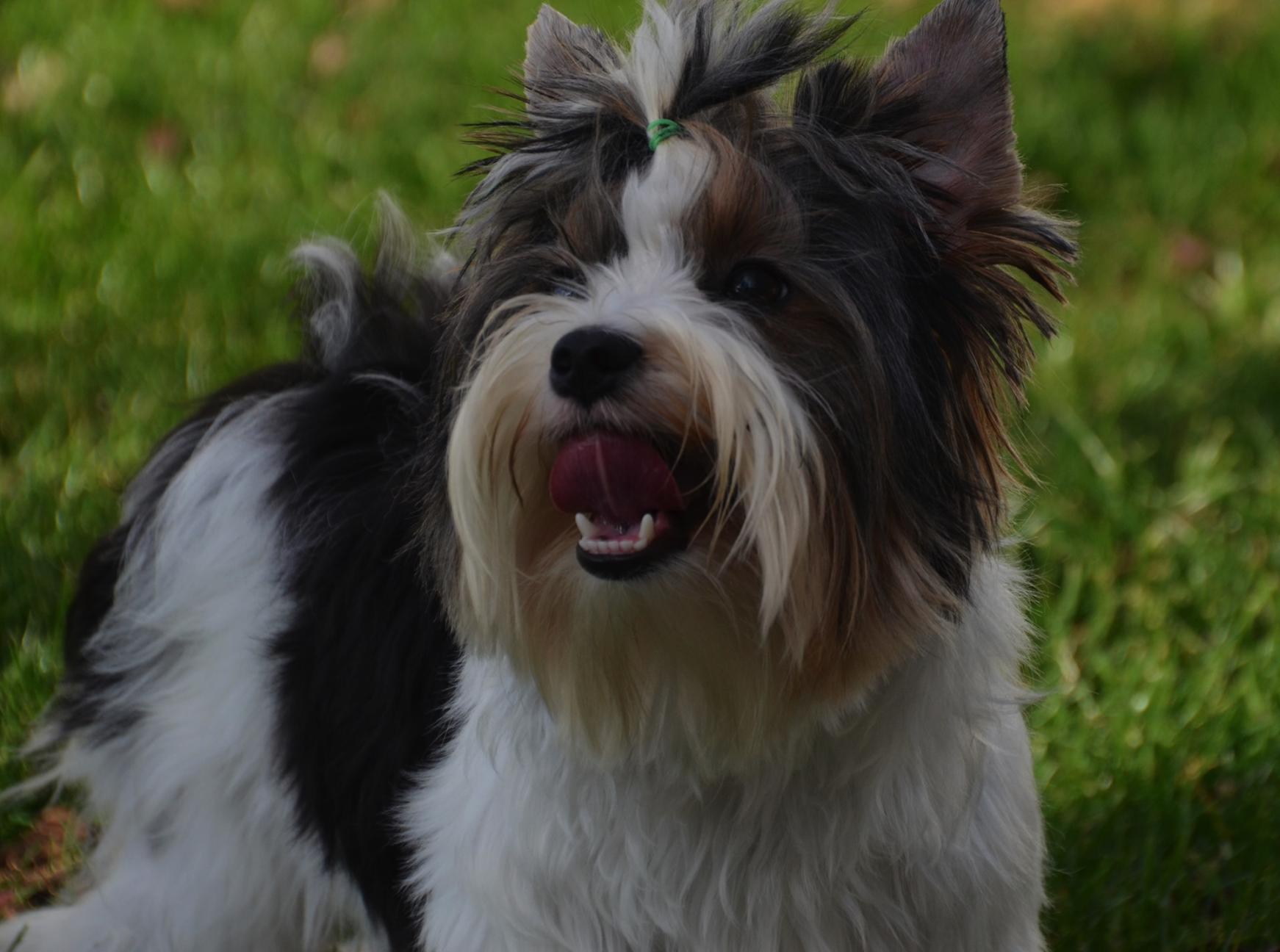 Enchanted Acres Yorkies in Ohio | Yorkshire Terrier and Companion Cross ...