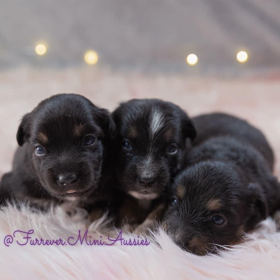 Furrever.Mini.Aussies.llc in California | Miniature Australian Shepherd ...