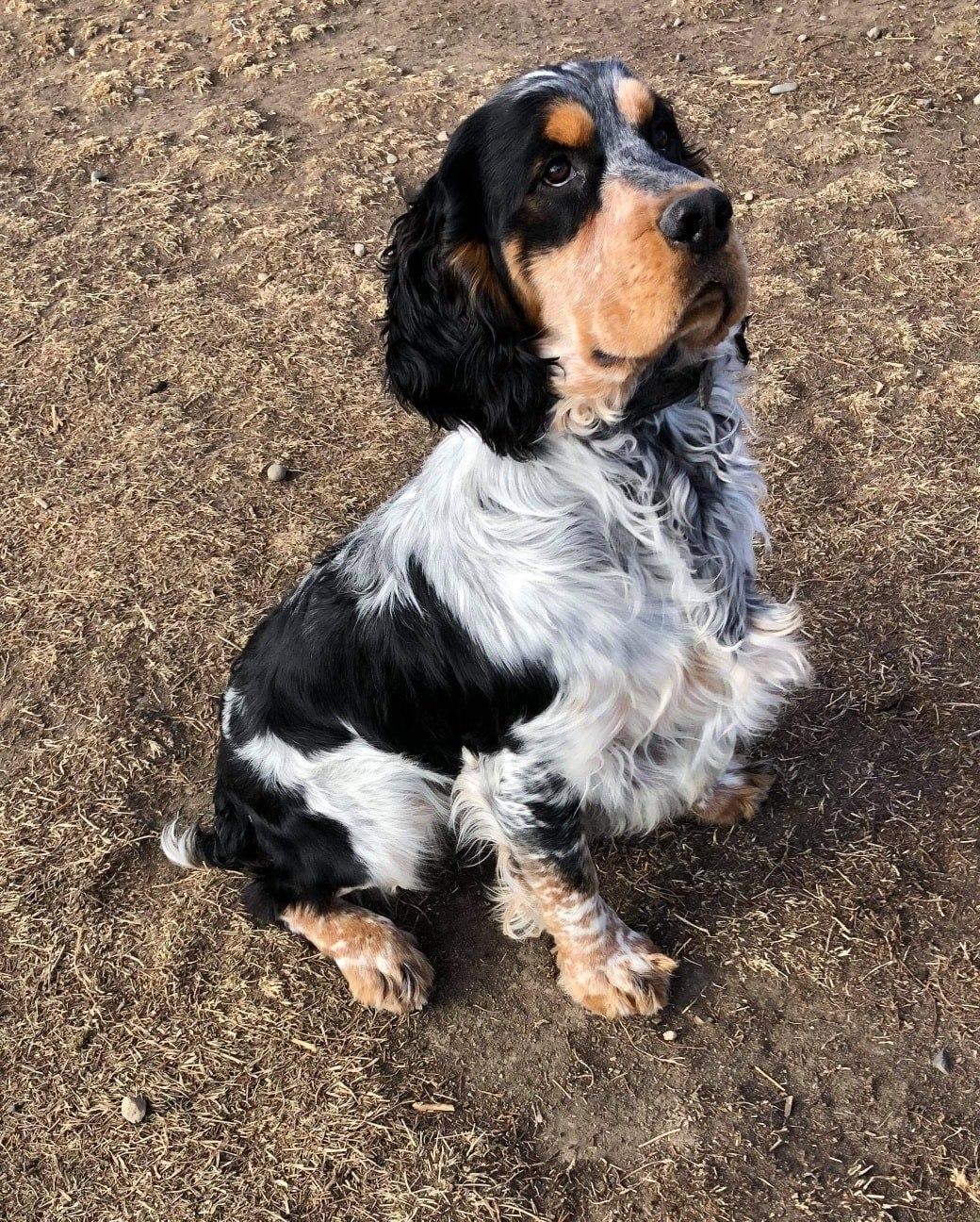 Prairie Lane Springer Spaniels in Washington | English Springer Spaniel ...