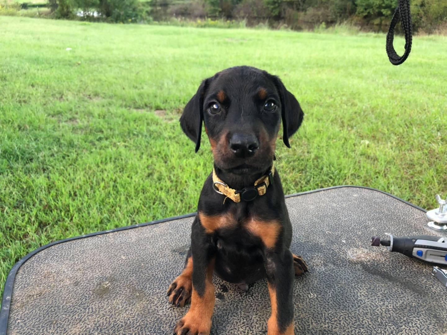 All Stars Doberman in Louisiana | Doberman Pinscher puppies | Good Dog