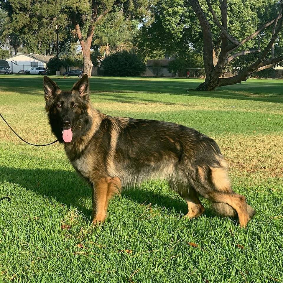 Von Der Sagobi in California | German Shepherd puppies | Good Dog