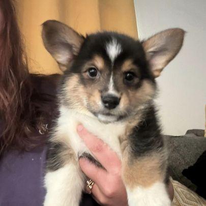 Blue Angel Kennels in Florida | Pembroke Welsh Corgi puppies | Good Dog