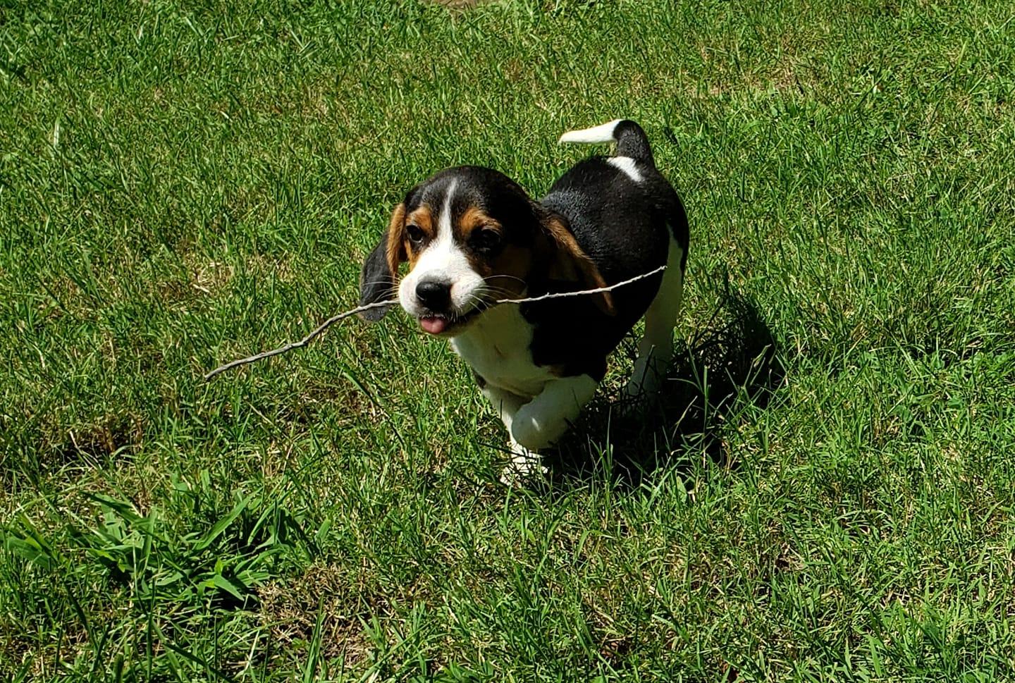 BB Beagles in Missouri | Beagle and Miniature Schnauzer puppies | Good Dog