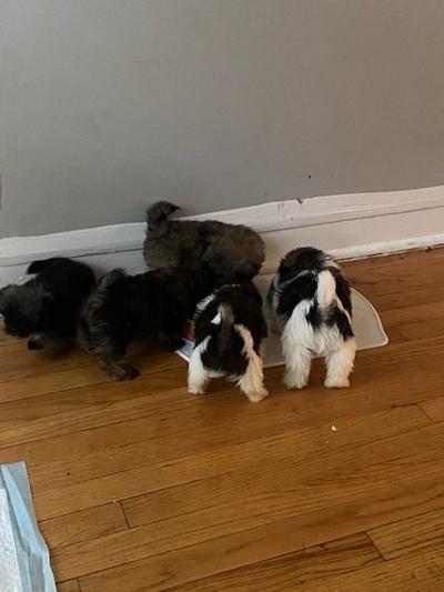 Kandace's Pups in Illinois | Companion Cross puppies | Good Dog