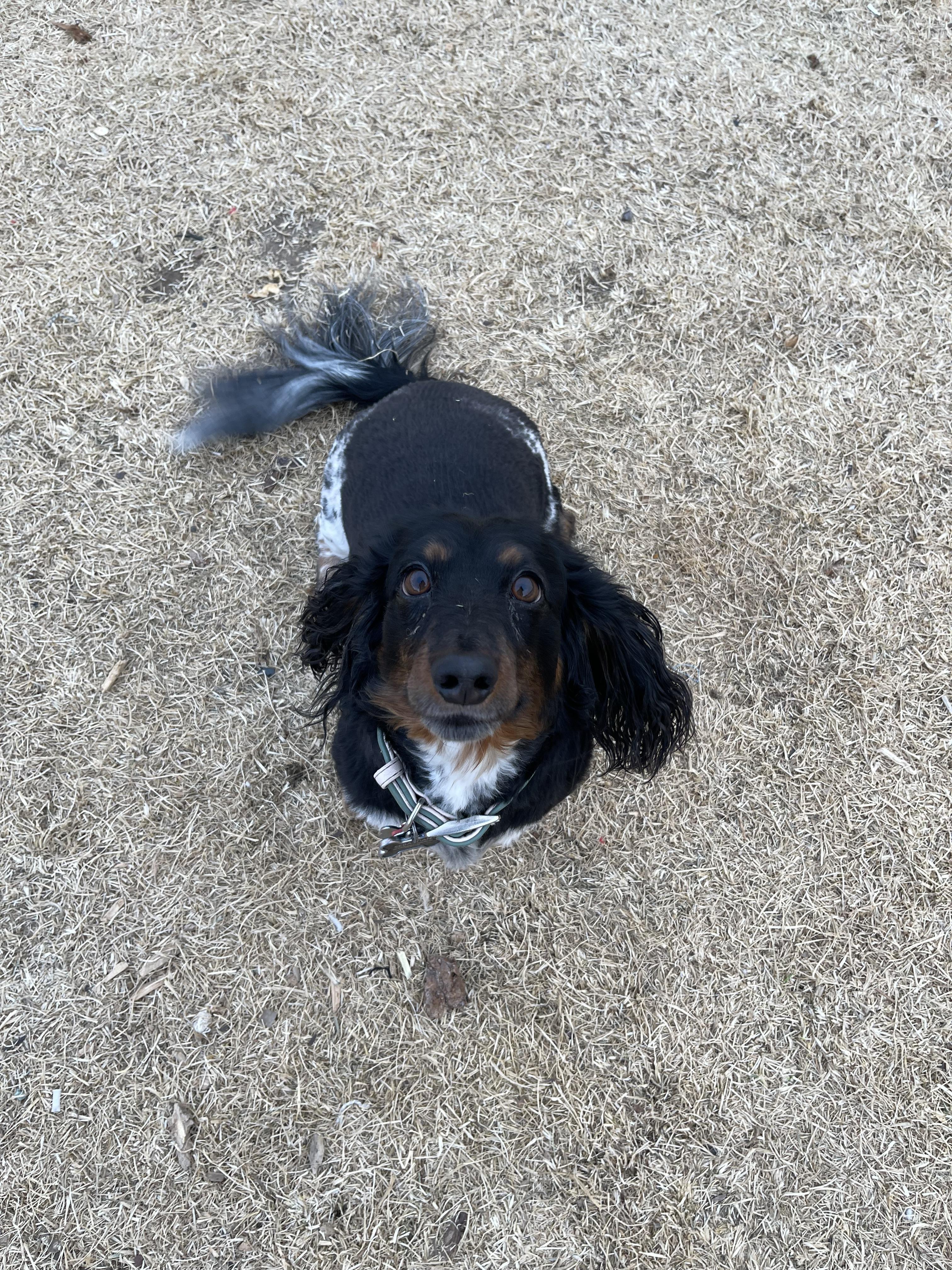 Cavalier Companions CO. in Colorado | Cavalier King Charles Spaniel and ...