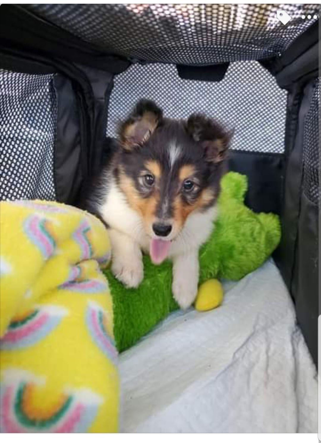 Kaytea Shelties in Wisconsin | Shetland Sheepdog puppies | Good Dog
