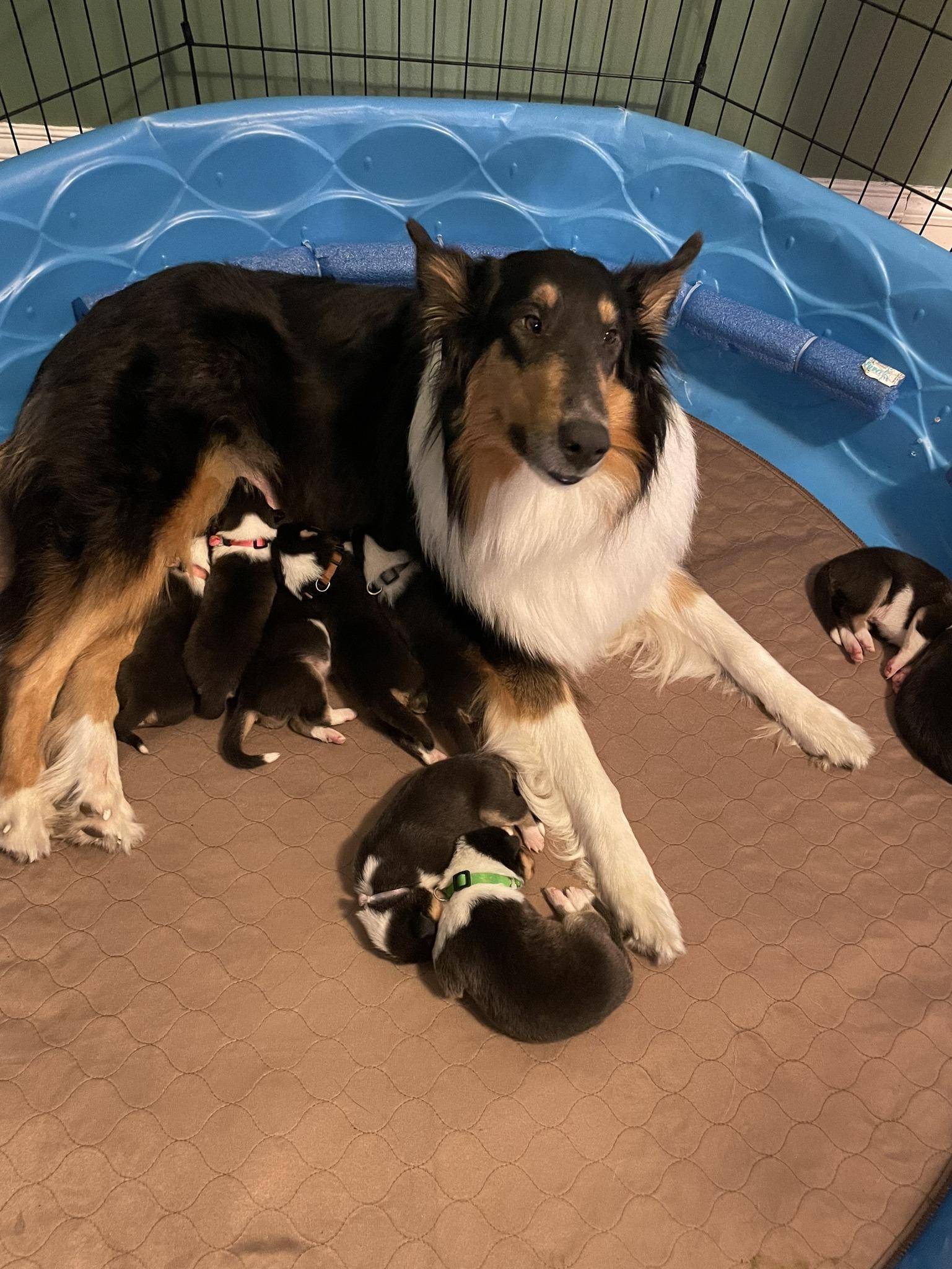 Clark's Collies in New York | Collie puppies | Good Dog