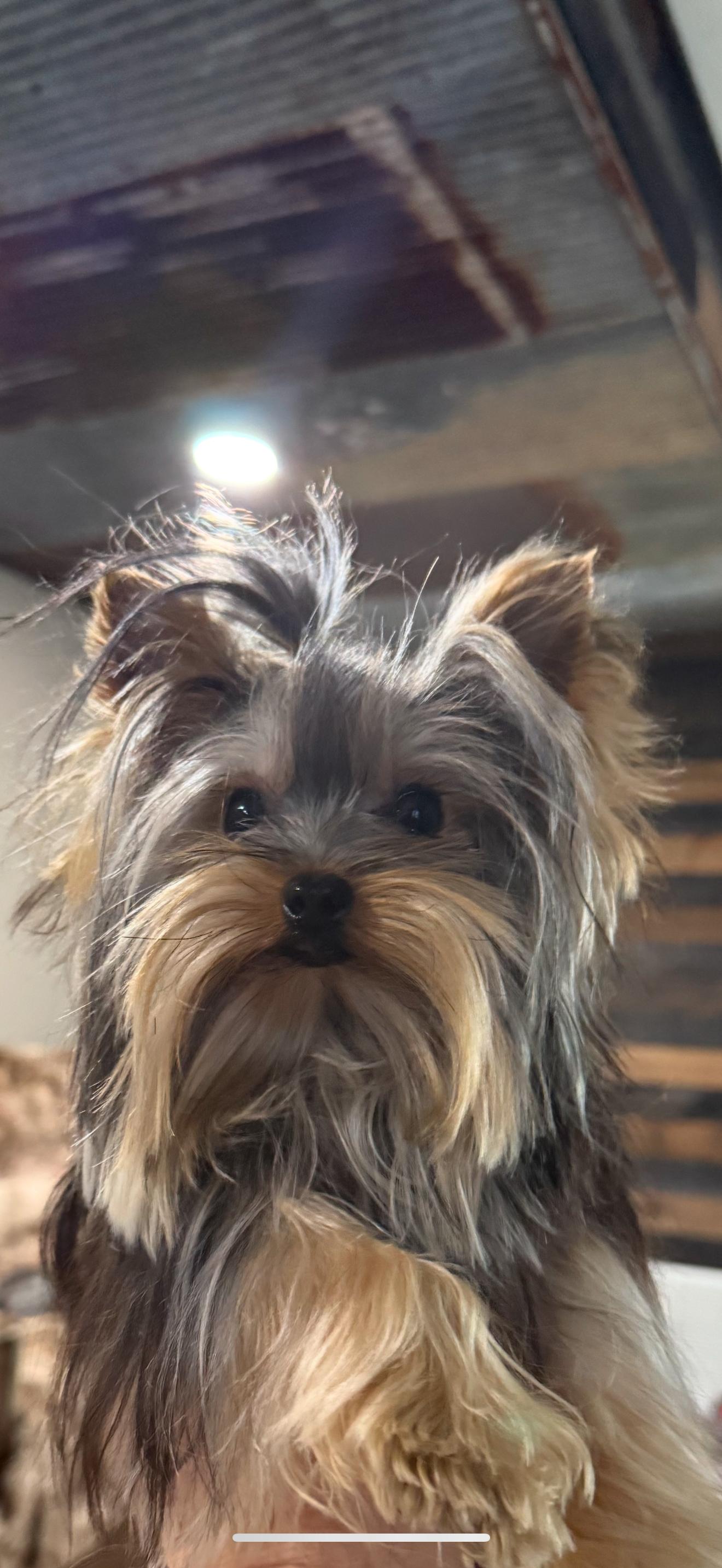 Furry Tailz Yorkies in Illinois | Yorkshire Terrier puppies | Good Dog