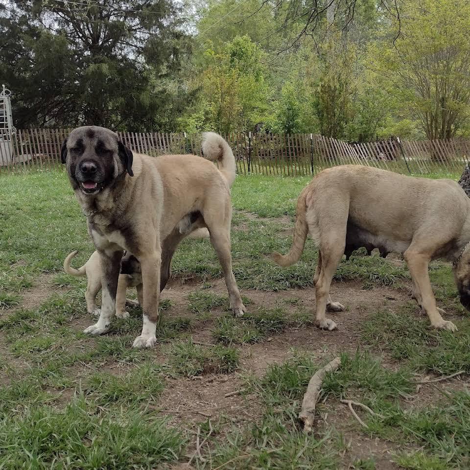 Carolina Kangals in North Carolina | Kangal puppies | Good Dog